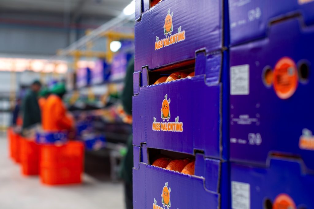 RedPack - Group - Fruits et légumes - Tomates